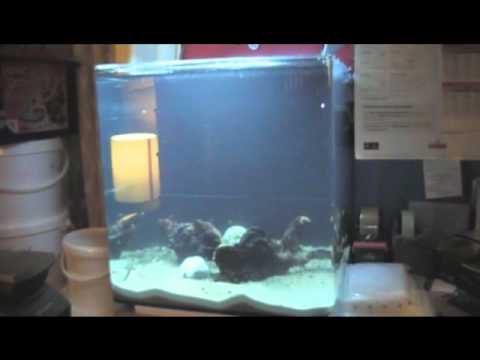 setting up my nano tank aquanano aqua one tank nichols mouth brooders ...