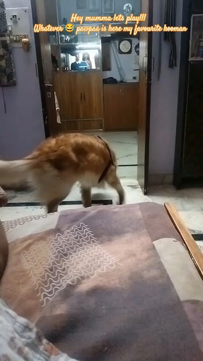 My favourite hooman 🧿 ️ ️ ️🧬love you pawpaa - YouTube