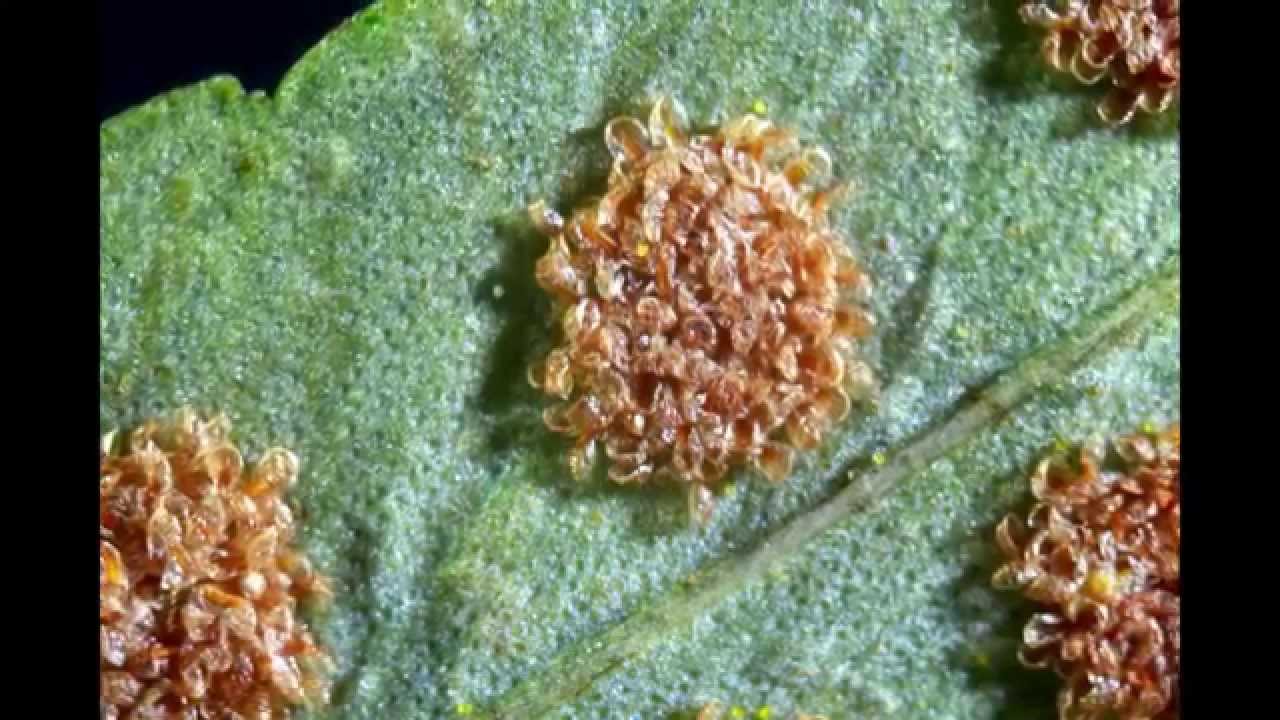 I sori di una felce - YouTube