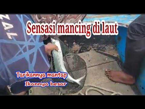 Ganasnya sambaran strike ikan besar - YouTube