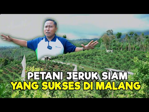 JURAGAN BUAH INI BOS || JERUK SIAM YANG SUKSES DI MALANG