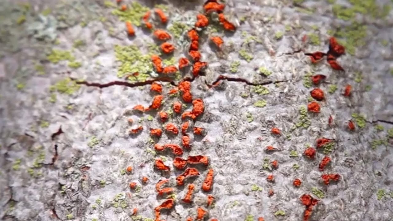 Nectria Canker of Hardwoods - YouTube