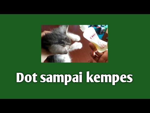 Bocil nyusu dot sampai kempes