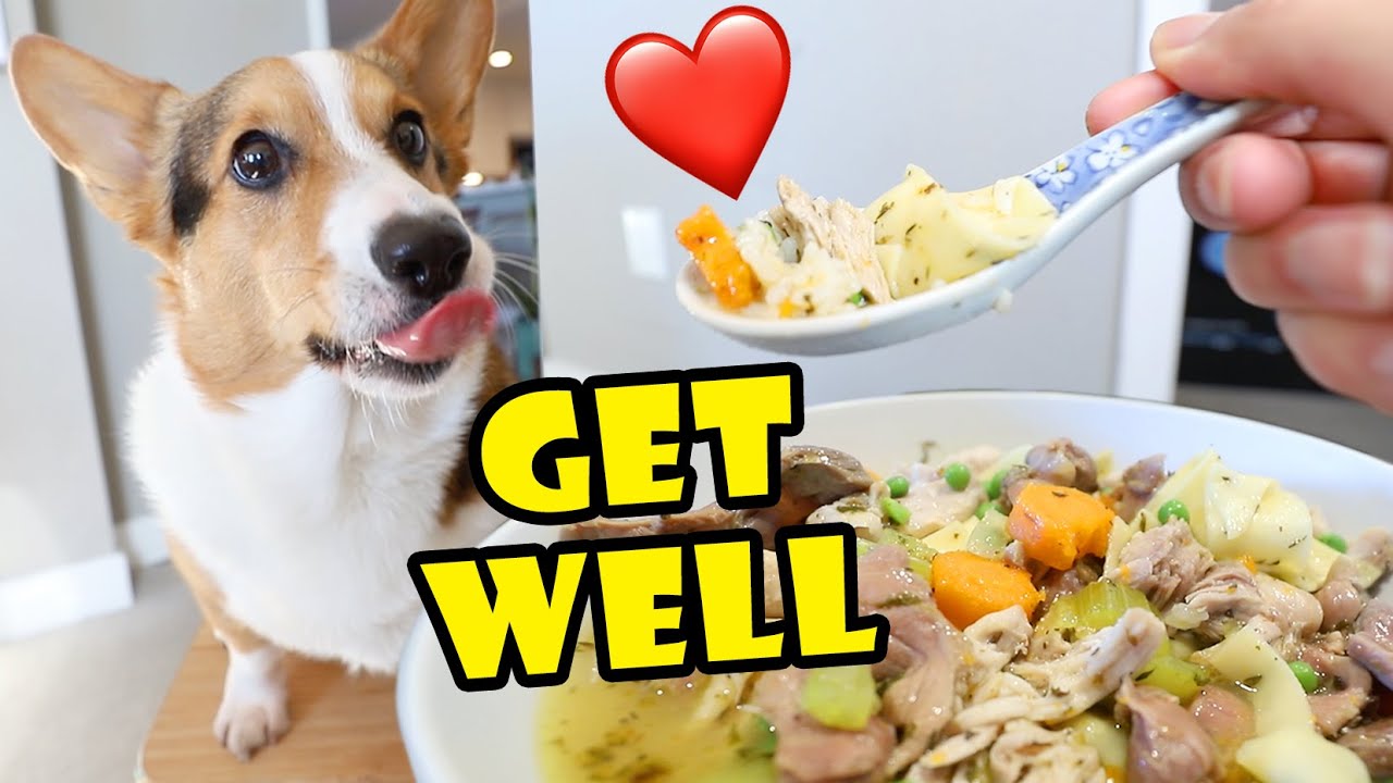 Poor CORGI'S Get Well Chicken Soup || Life After College: Ep. 680 - YouTube