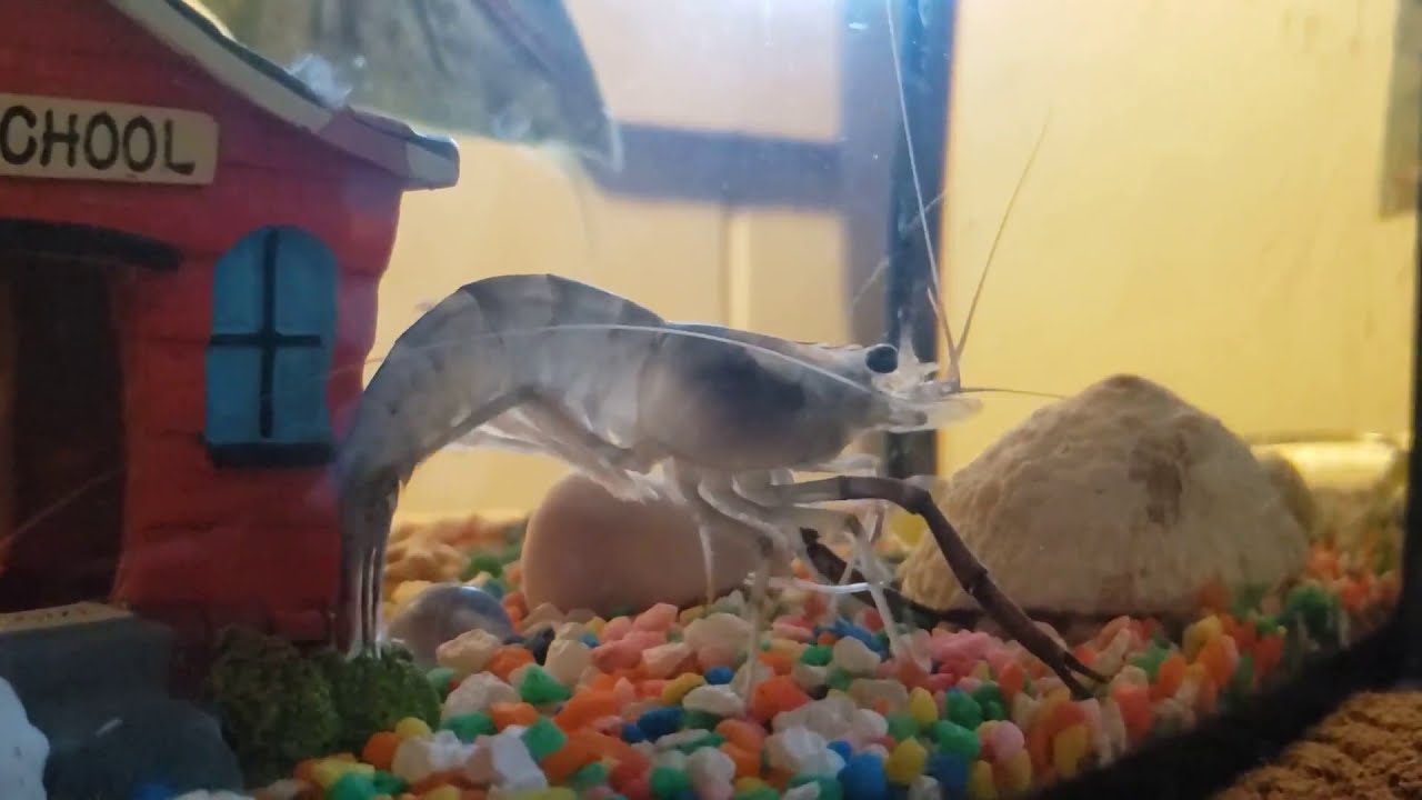 海老の海老反り Shrimp Scratching Butt - YouTube