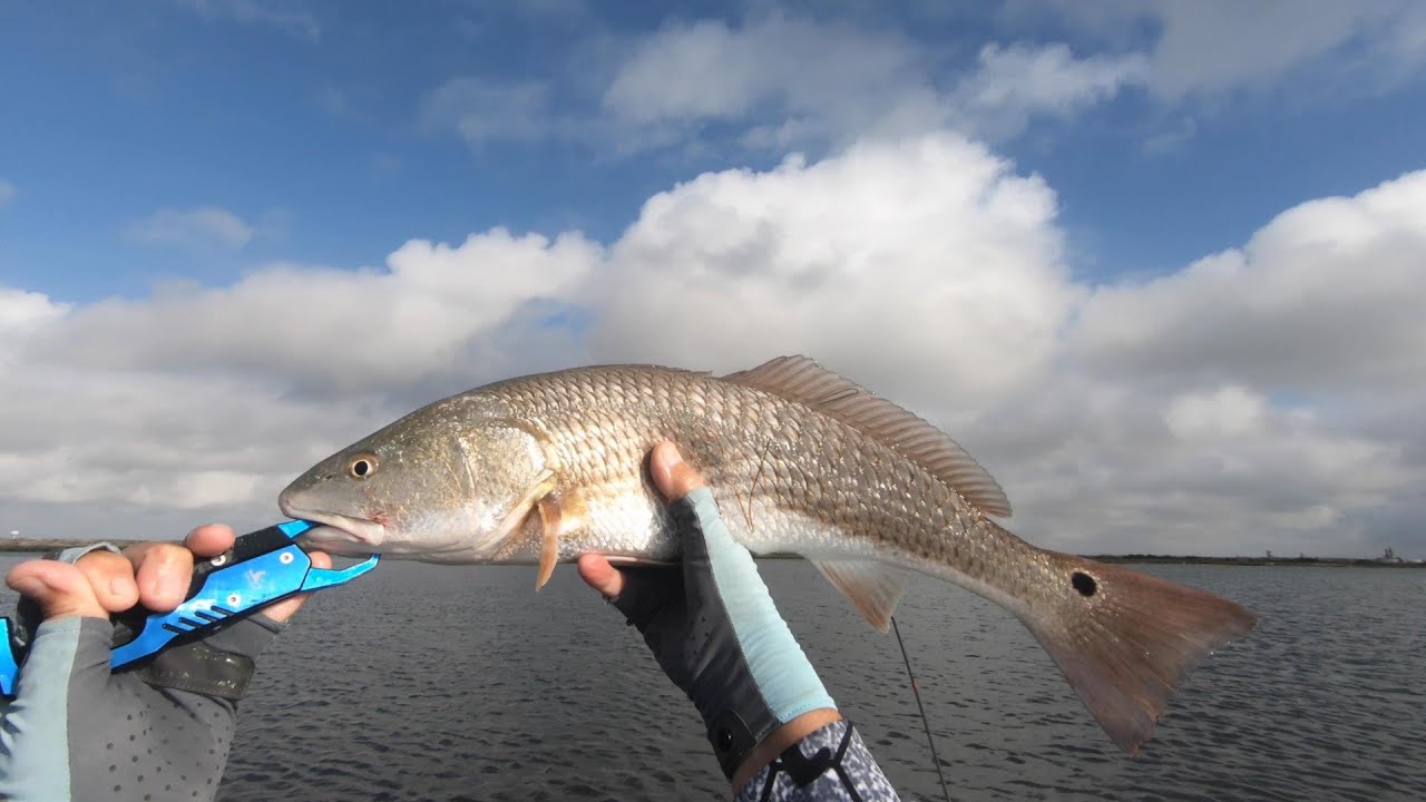 The Redfish are out this morning, catching them around island structure ...