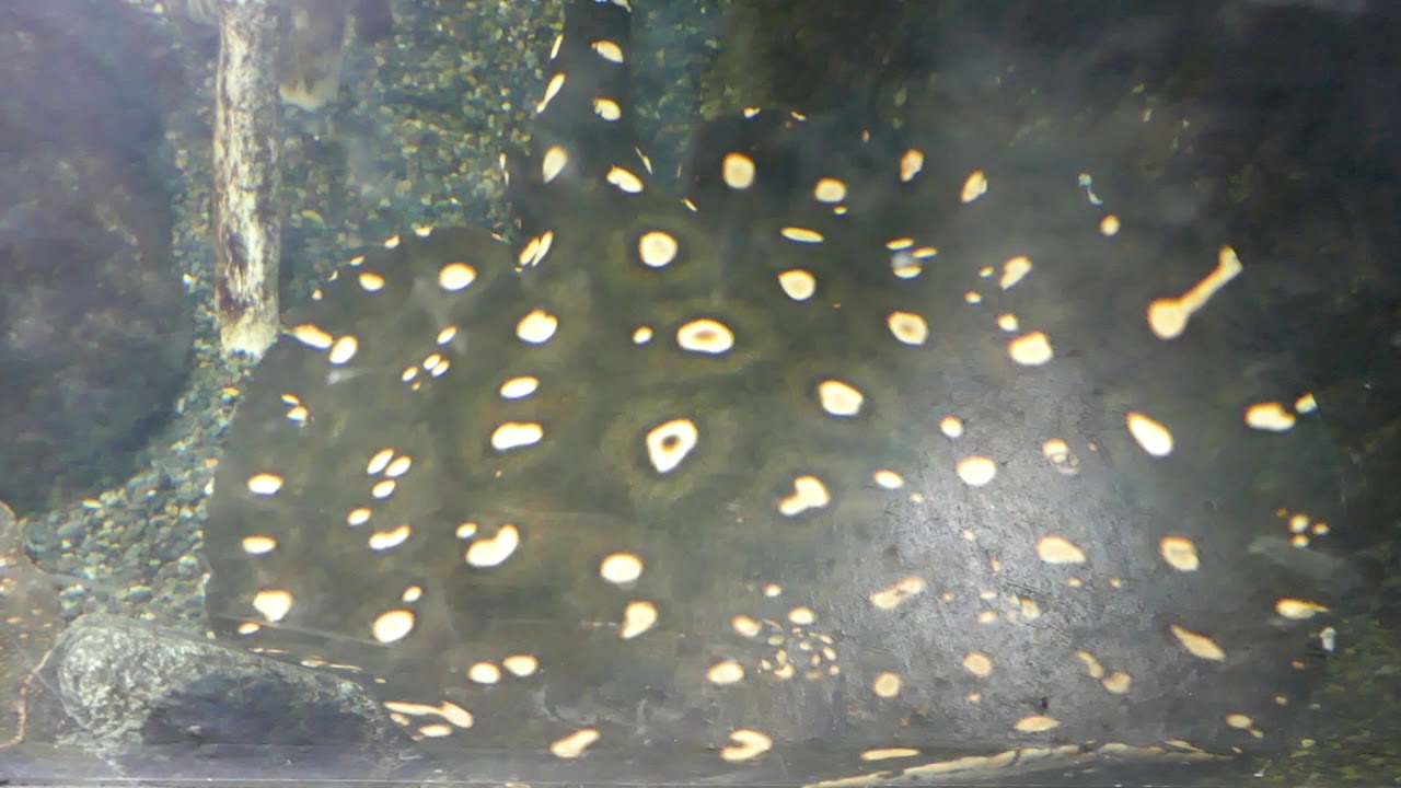 Polka Dot Stingray LA Zoo Rainforest of the Americas Los Angeles ...