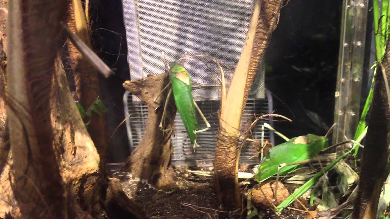 Giant Malaysian Katydid - YouTube