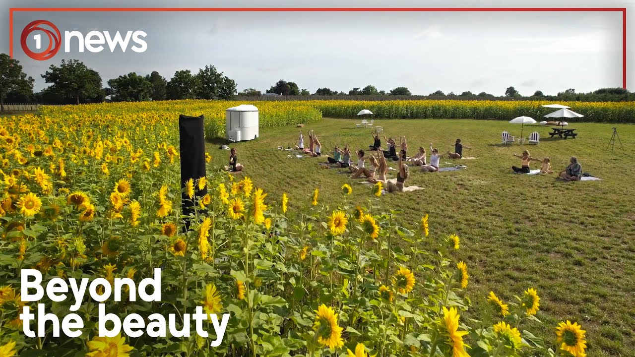 Sunflowers turn cyclone-damaged fields into tourist attraction | 1News ...