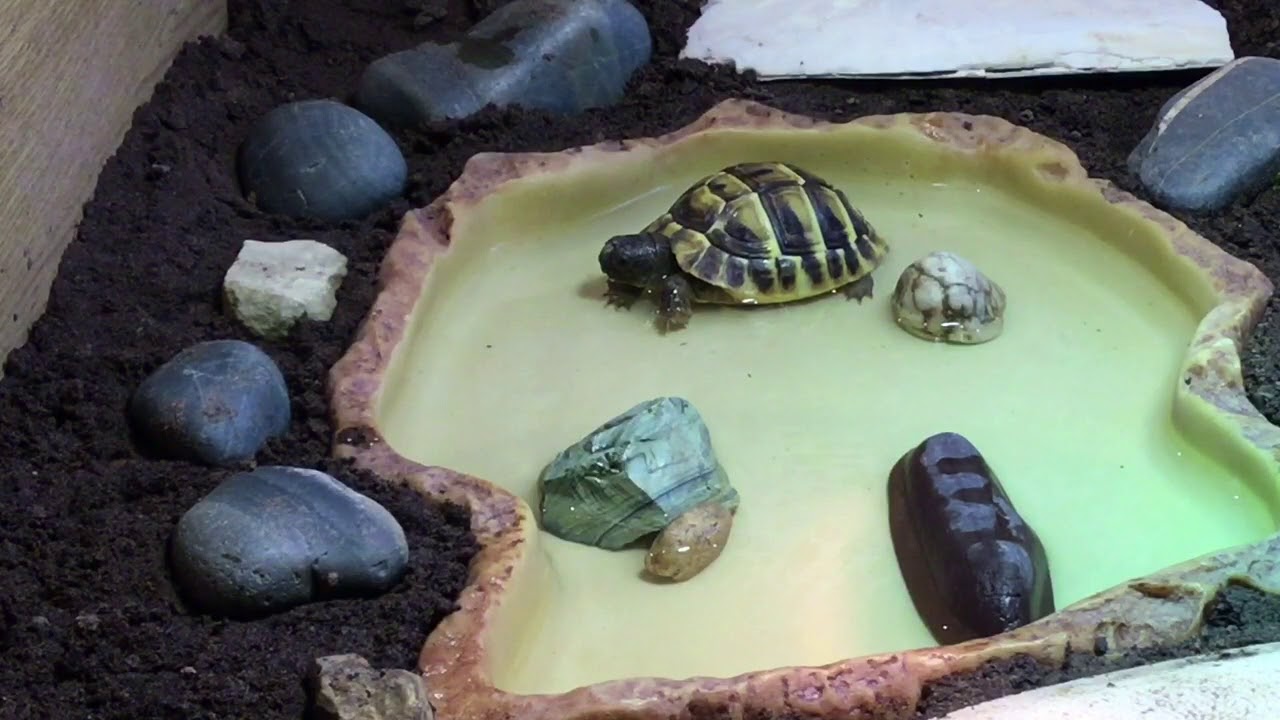 The Joey Star show - Hermann tortoise - super cute hatchling bathing ...