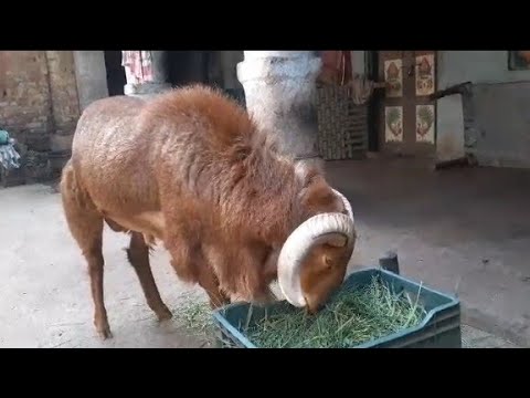 fighter sheep farm marhapali in odisha || 2 teeth sheep || - YouTube