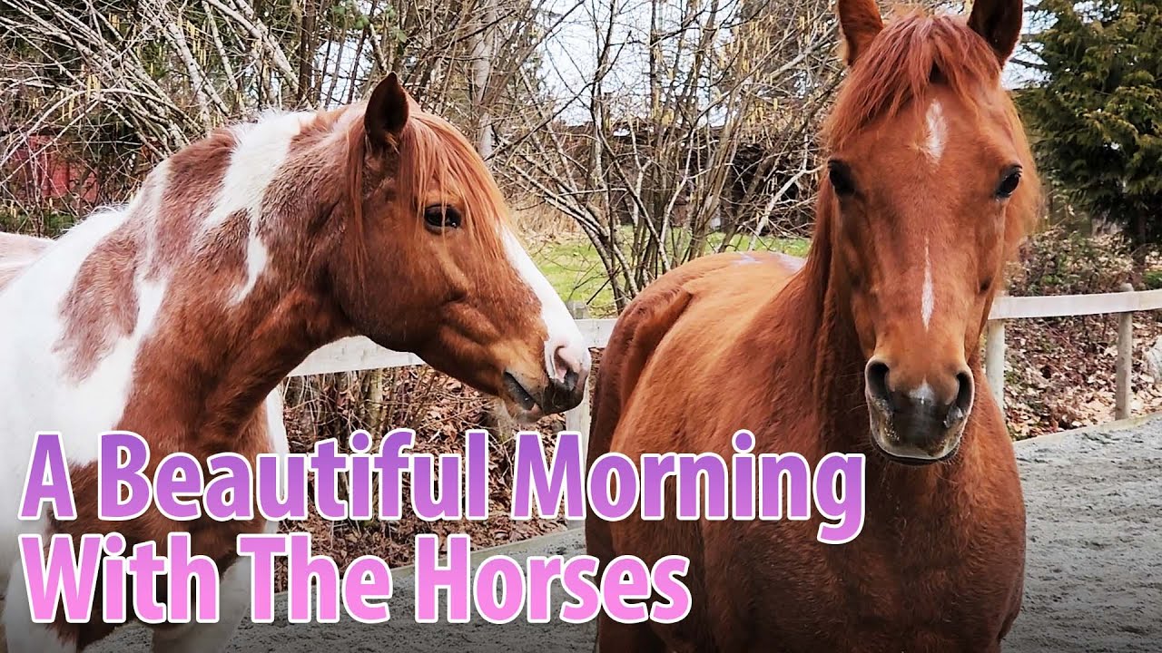 Spending Time With Horses Socializing And Playing - YouTube