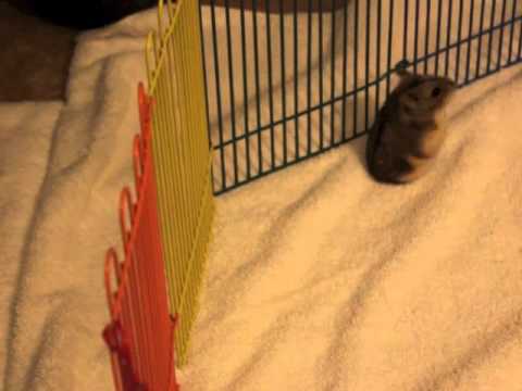 The Great Hamster Circus - YouTube