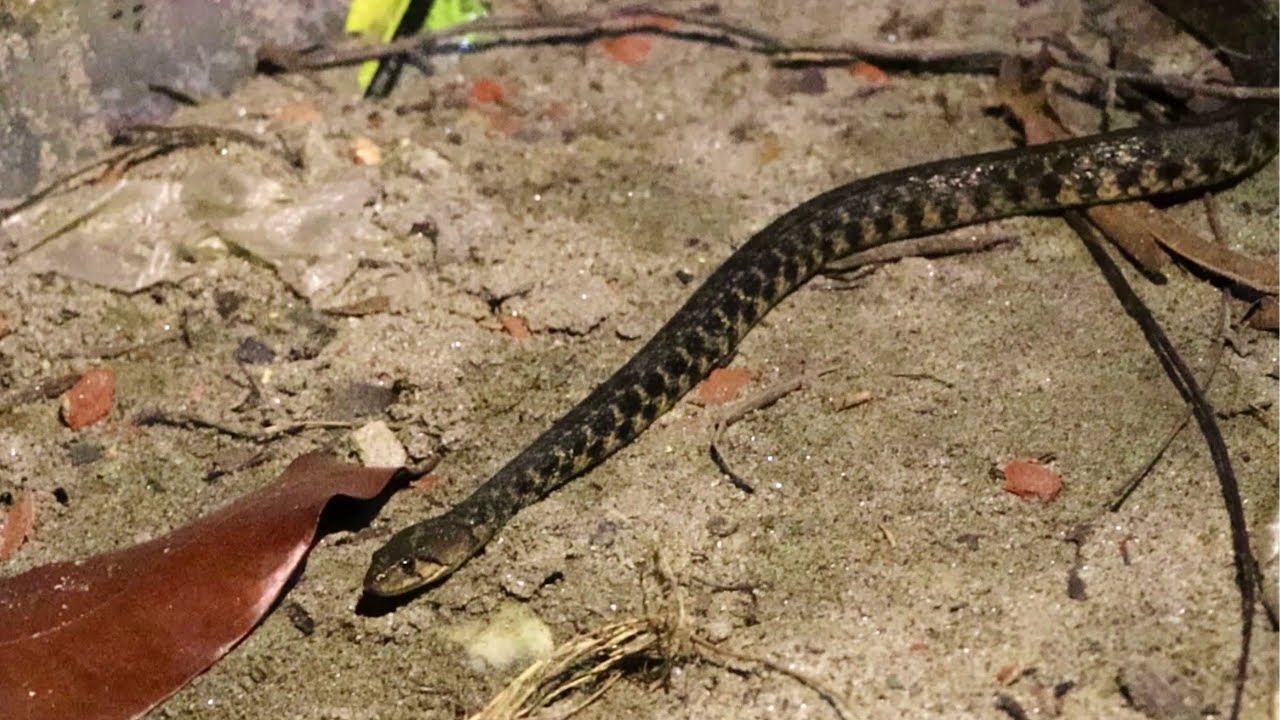 Snake Running - YouTube