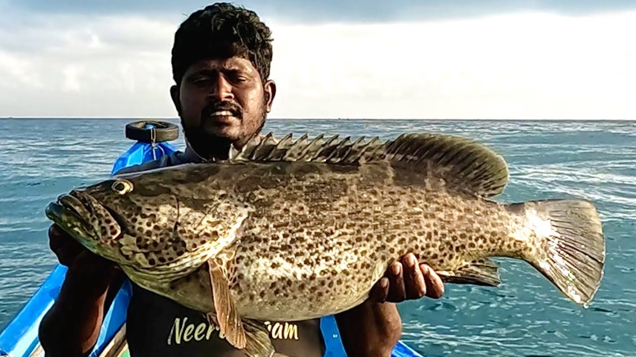 Catching Grouper Fish in the Deep Sea #fish #fishing #fishingvideo ...