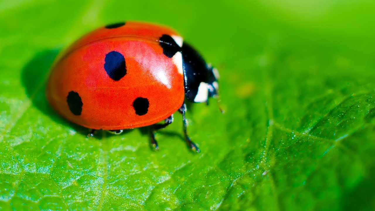 PUSHING A LADY BUG!!! - YouTube
