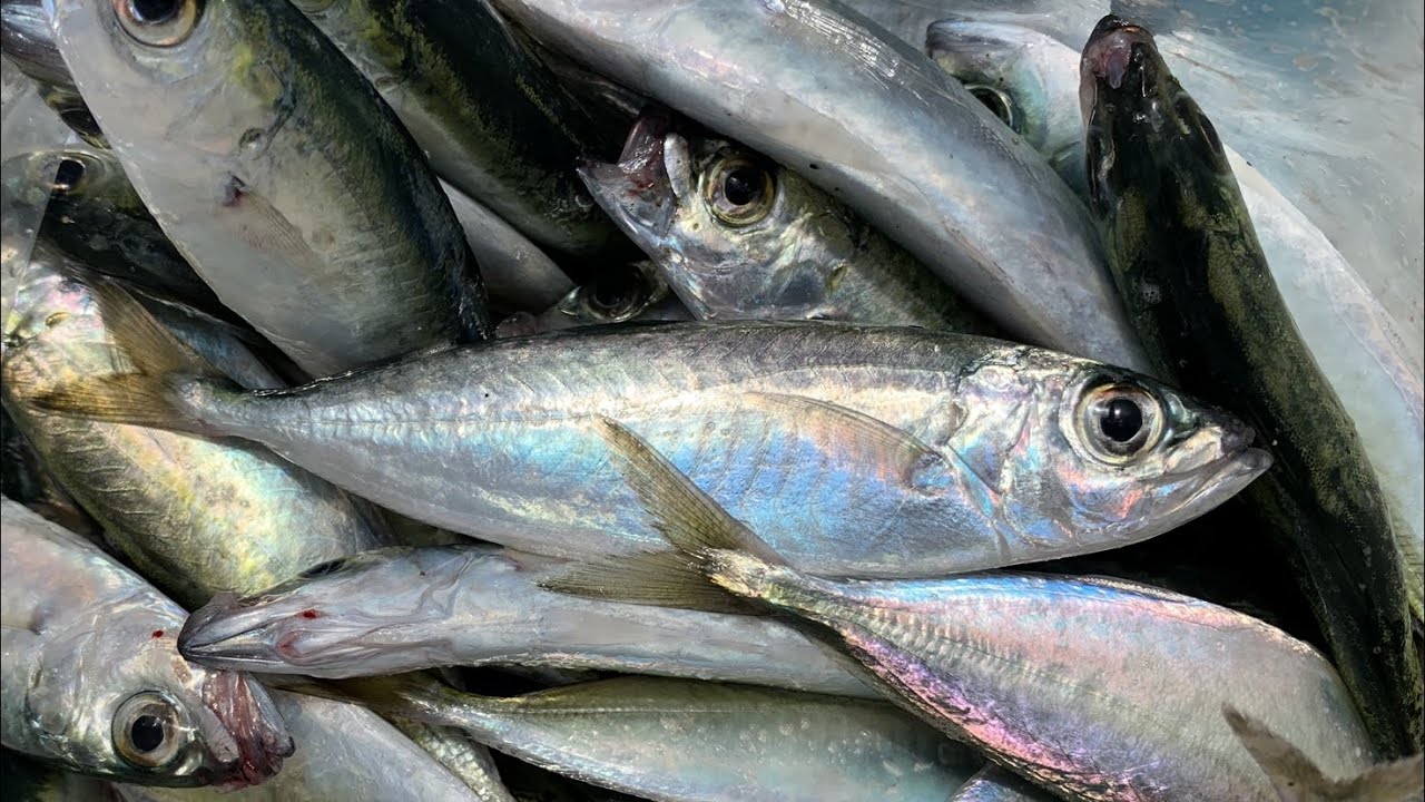 Halalu Fishing! | Hawaii Fishing | Fishing with Friends - YouTube