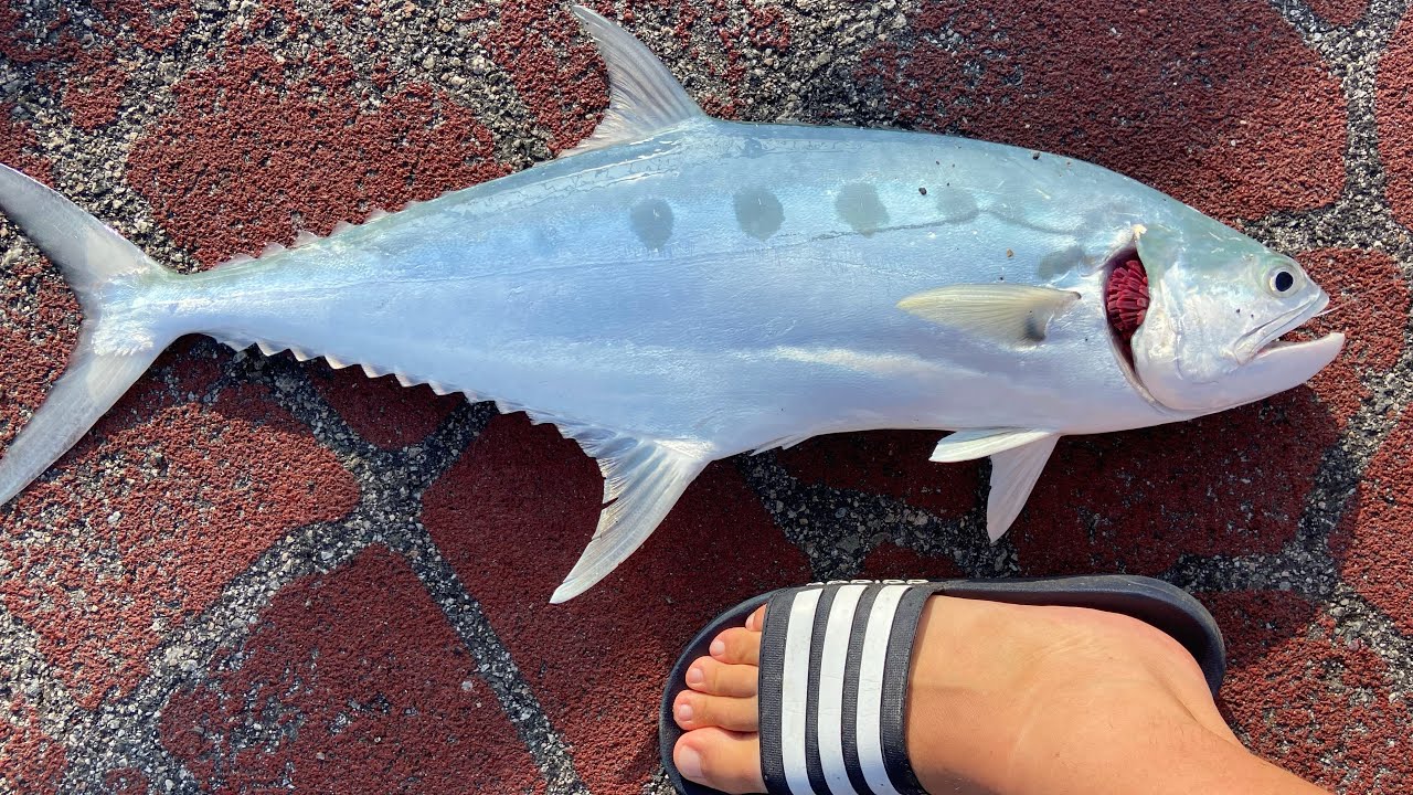 Bedok Jetty, Big and Mid size Queenfish. Perfect tide, current, weather ...