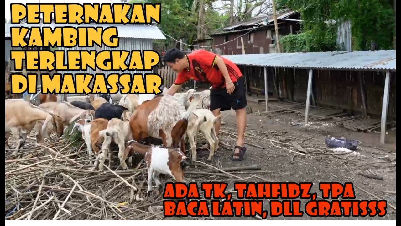 PETERNAKAN KAMBING SUPER LENGKAP DAN MURAH DI MAKASSAR - YouTube