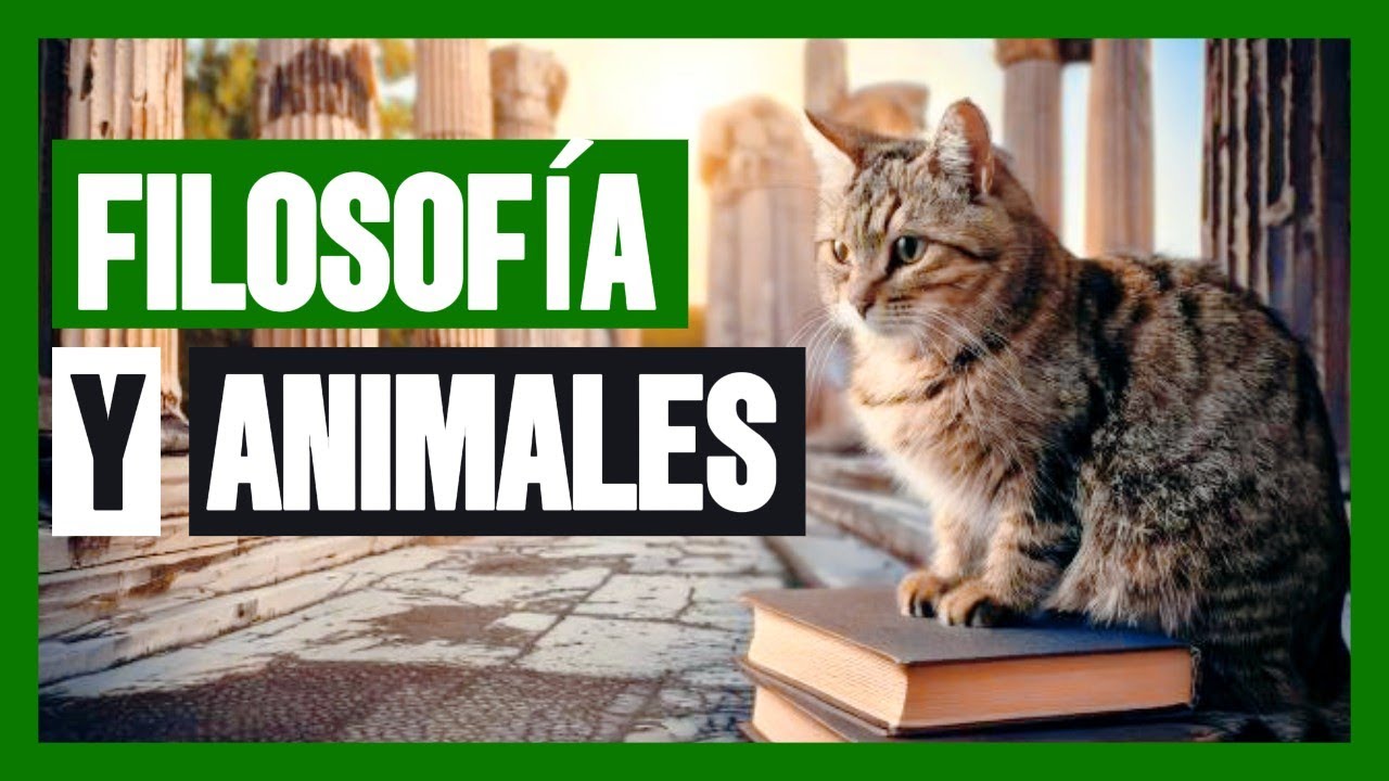 🐱📚 ¿QUÉ dice la FILOSOFÍA de los ANIMALES? Te SORPRENDERÁ - YouTube