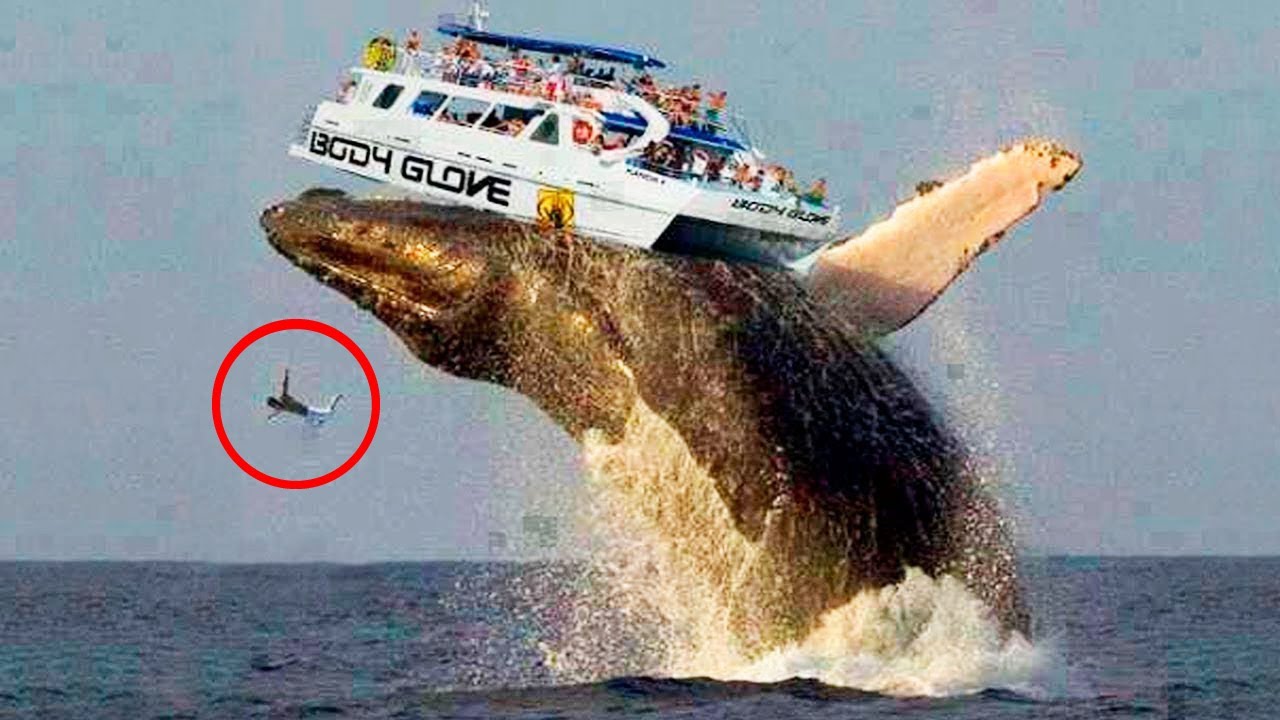 VIDEOS DE PESCA QUE DÃO MEDO PART. 4 - YouTube