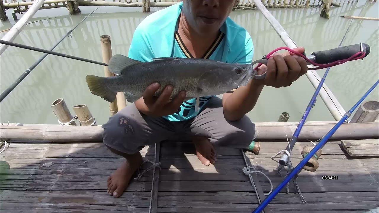 Spot Mancing Ikan Kakap di Brebes - YouTube