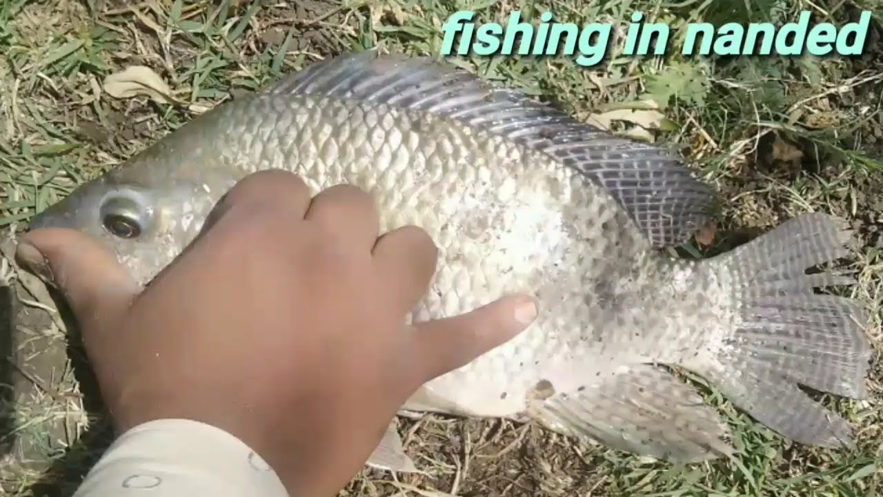 catching fish in nanded best place Godavari river - YouTube