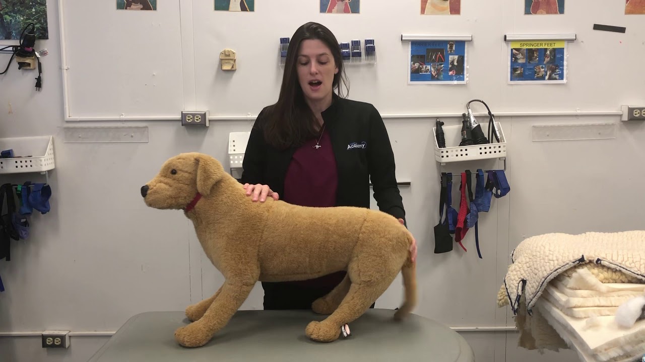 Restraint: Canine Lateral - YouTube