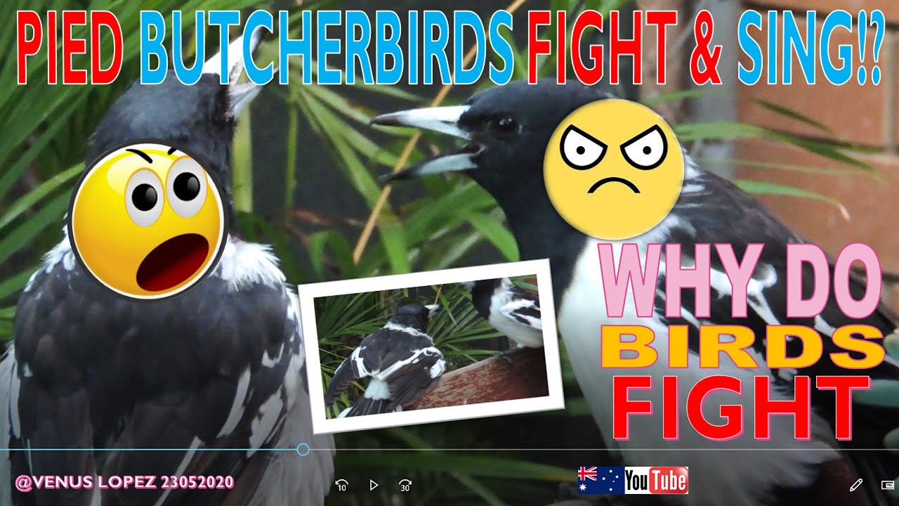 🇦🇺🐦🤬 🎶Why do birds fight? | The Angry Behaviour of a Butcherbird ...