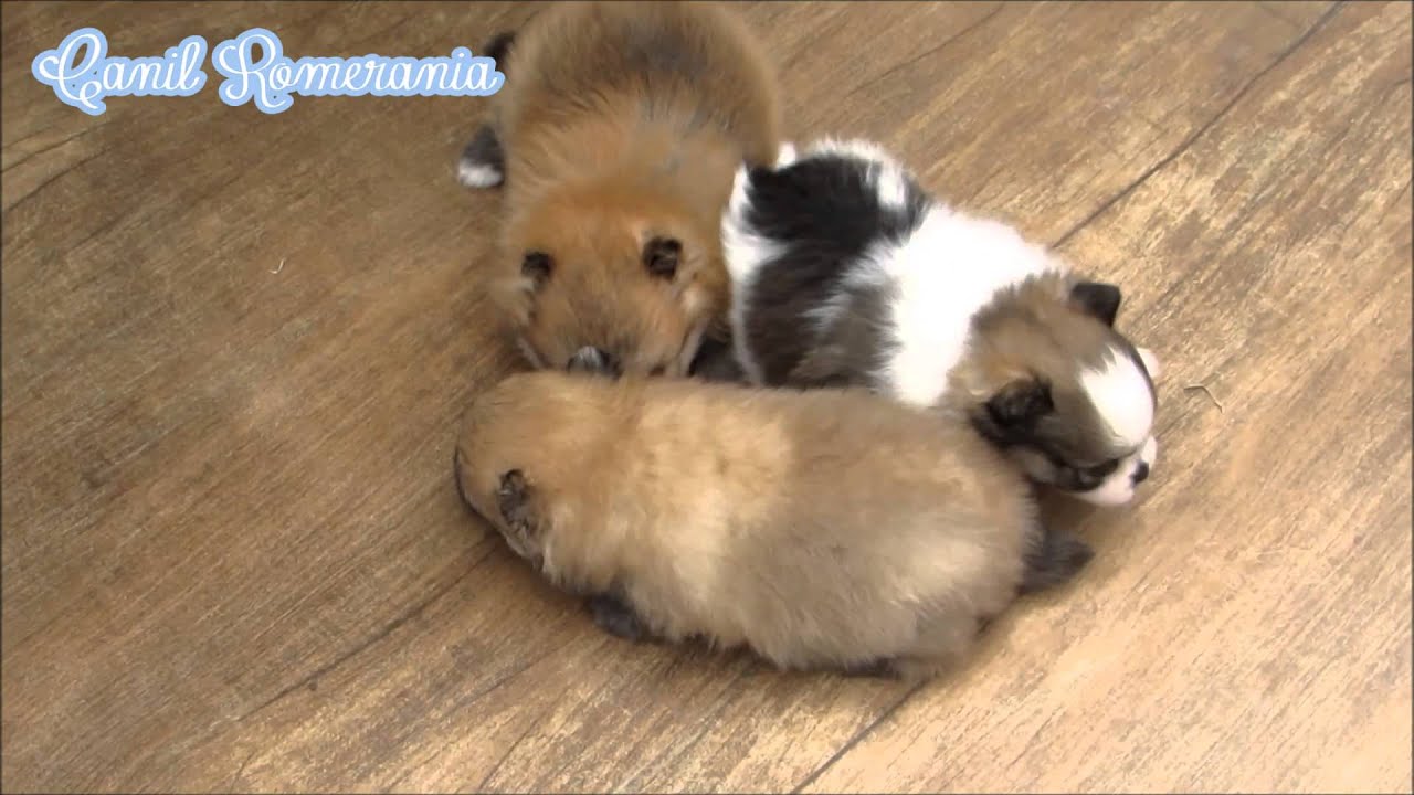 Spitz Alemão - Lulu da Pomerânia, boo fofo demais! Canil Romerania ...