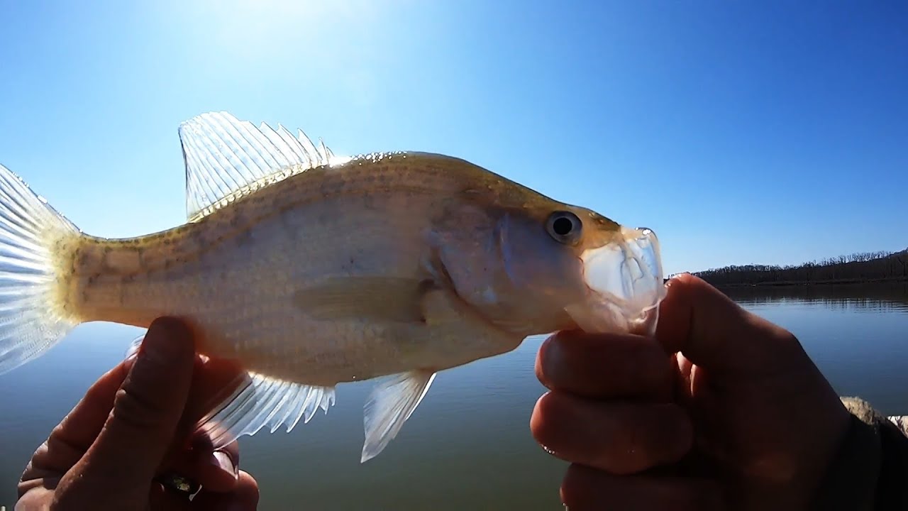 Fishing Brush piles with live bait - YouTube