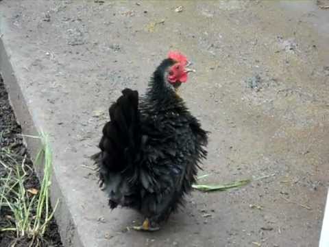 Frizzy Frizzled Serama Egg song - YouTube
