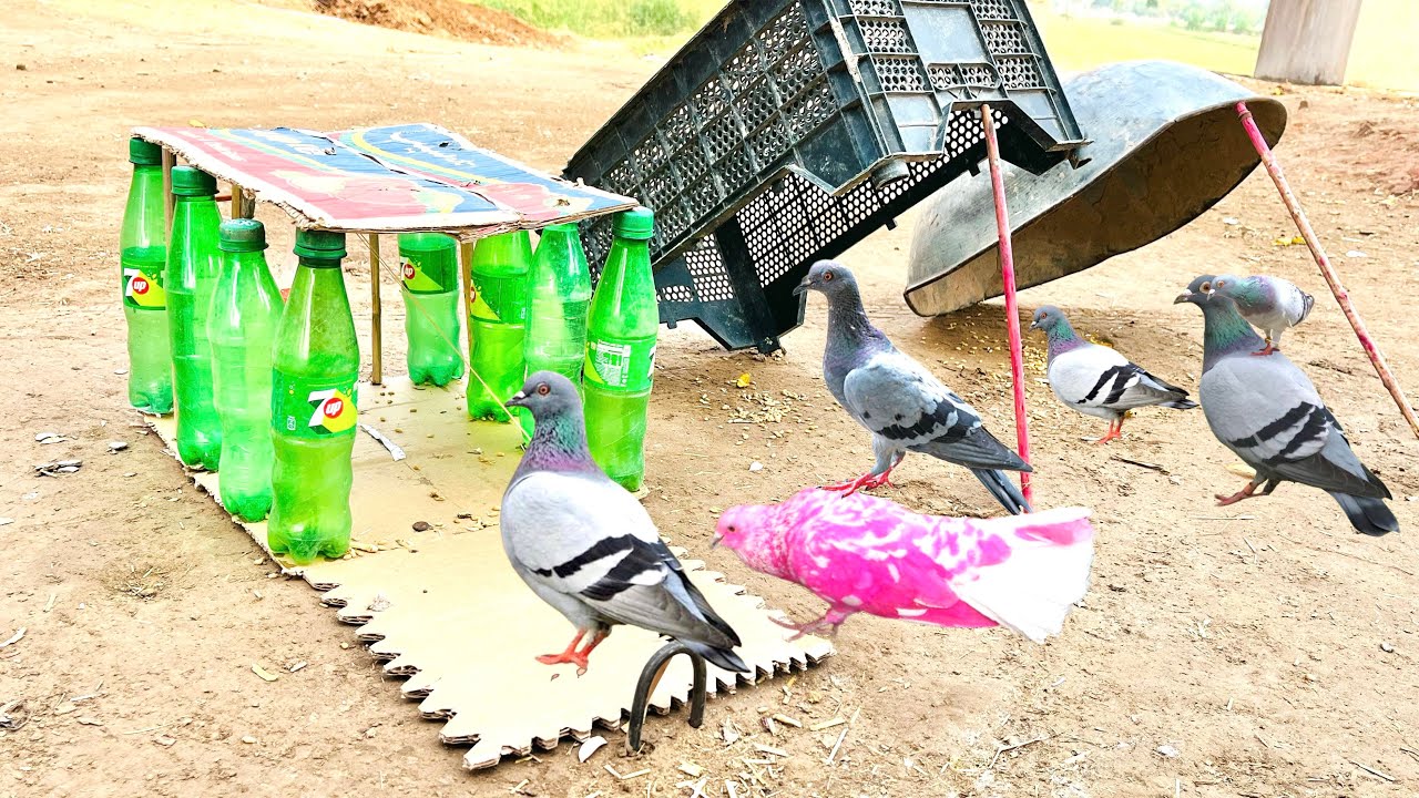 3Traps Pigeon Traps | Pigeon Trap Making | Triple Bird Traps ...