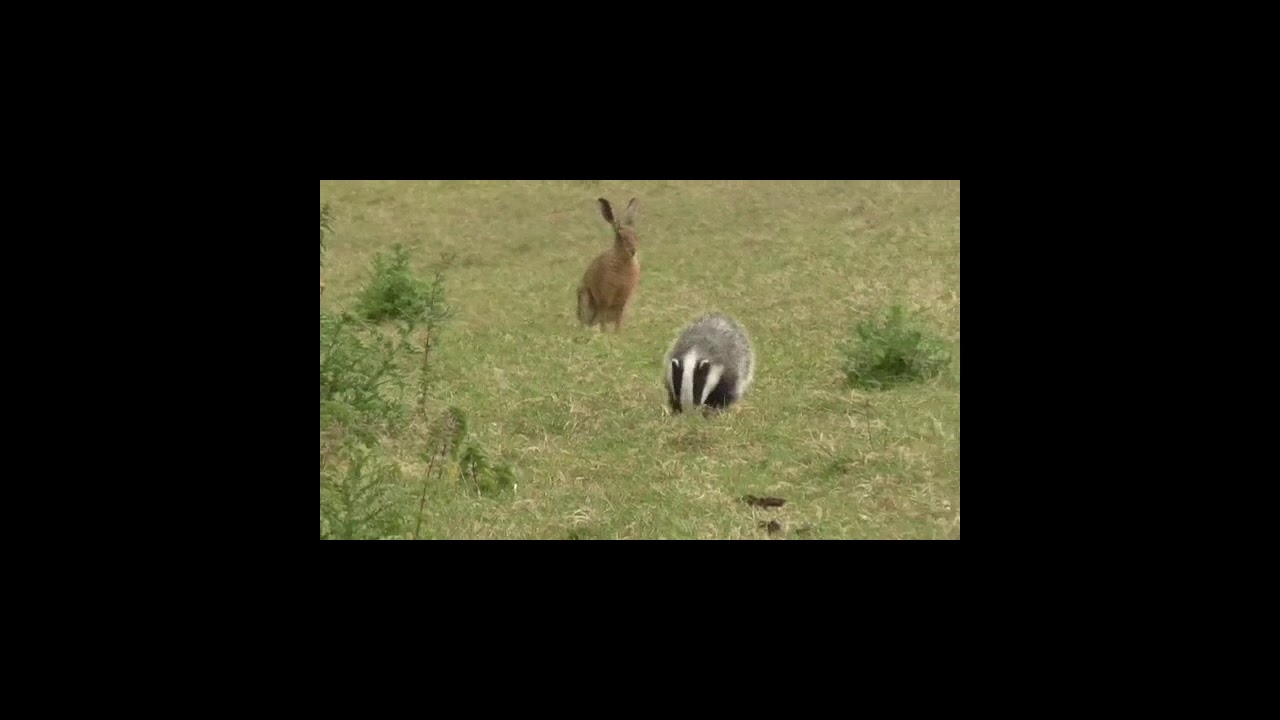 badger babies and hare - YouTube