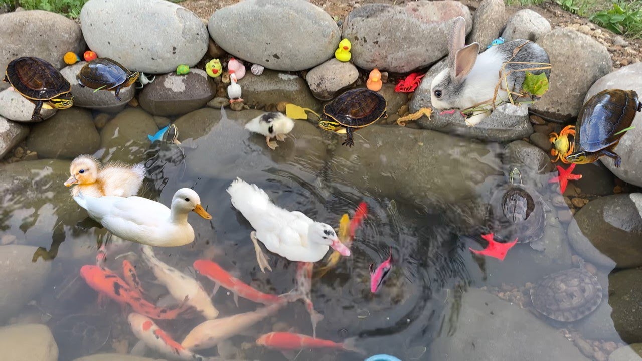 Video Menangkap Ikan Koi, Kura Kura Ikan Cupang, Bebek, Ayam, Kelinci ...