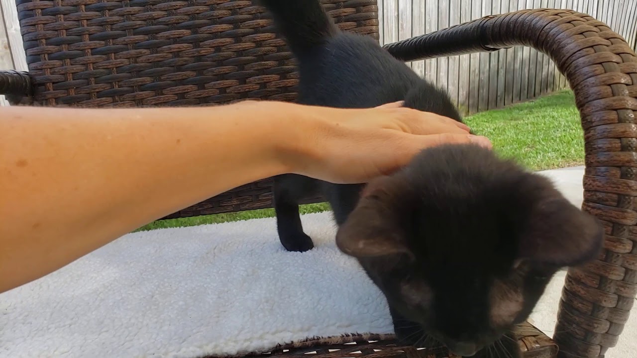 Blackamore the Friendly Black Kitten Cat 🐈 - YouTube