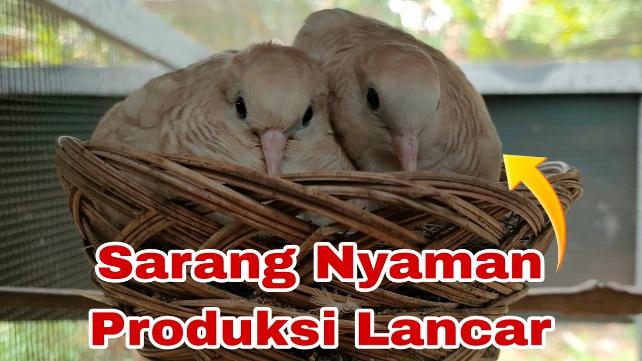 Penempatan Sarang Perkutut Yang Benar - YouTube