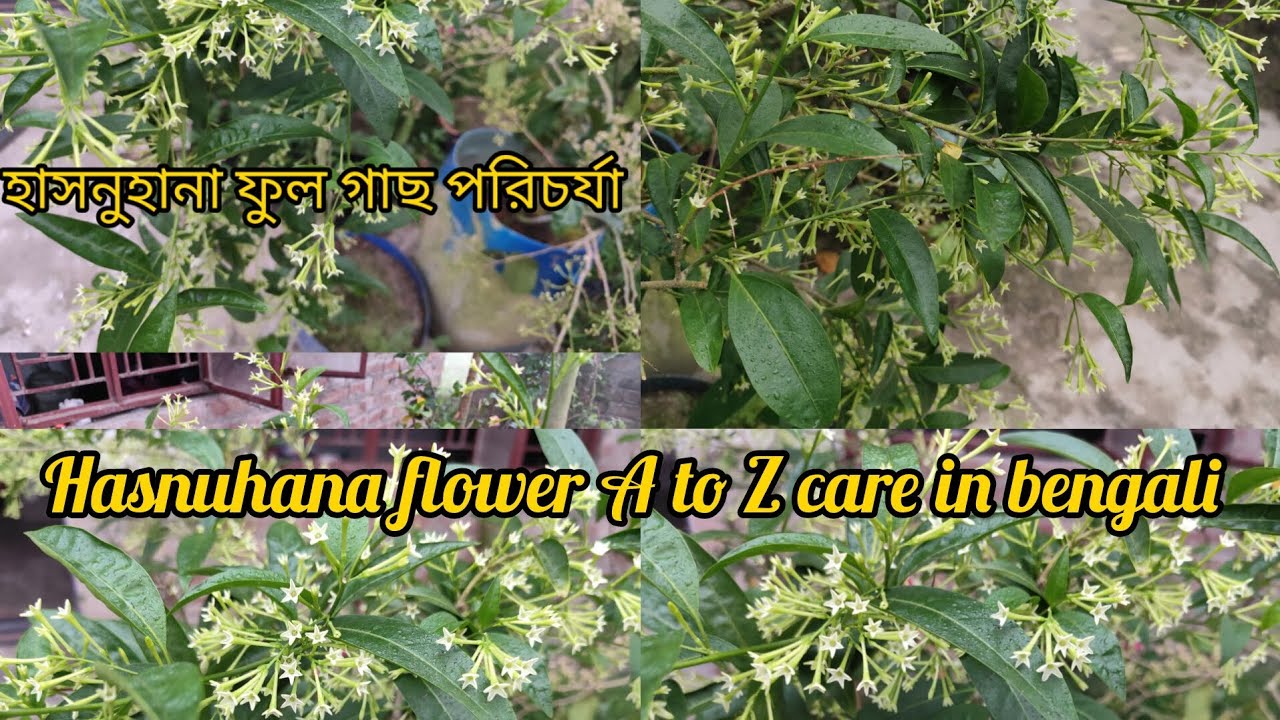 Hasnuhana flower A to Z care in bengali|গ্রীষ্মকালে ছাদে রাতের রানী ...