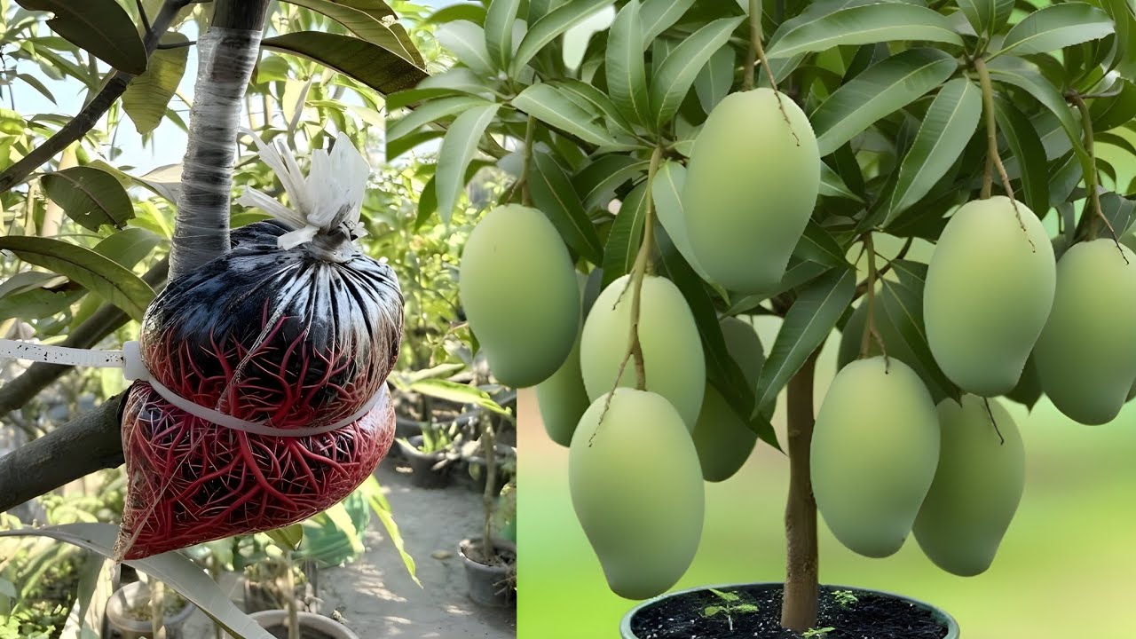Contact Grafting On Mango Plant...Full Information/ Maidul's gardening ...