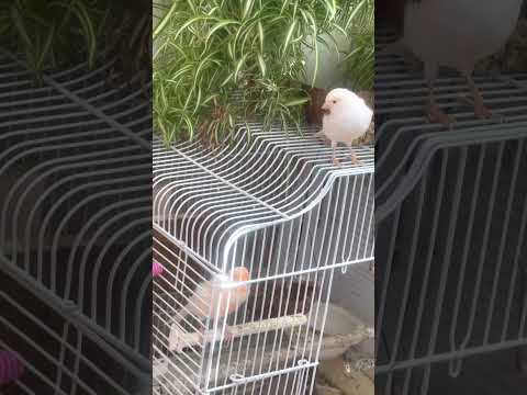 Dimorphic canaries - YouTube