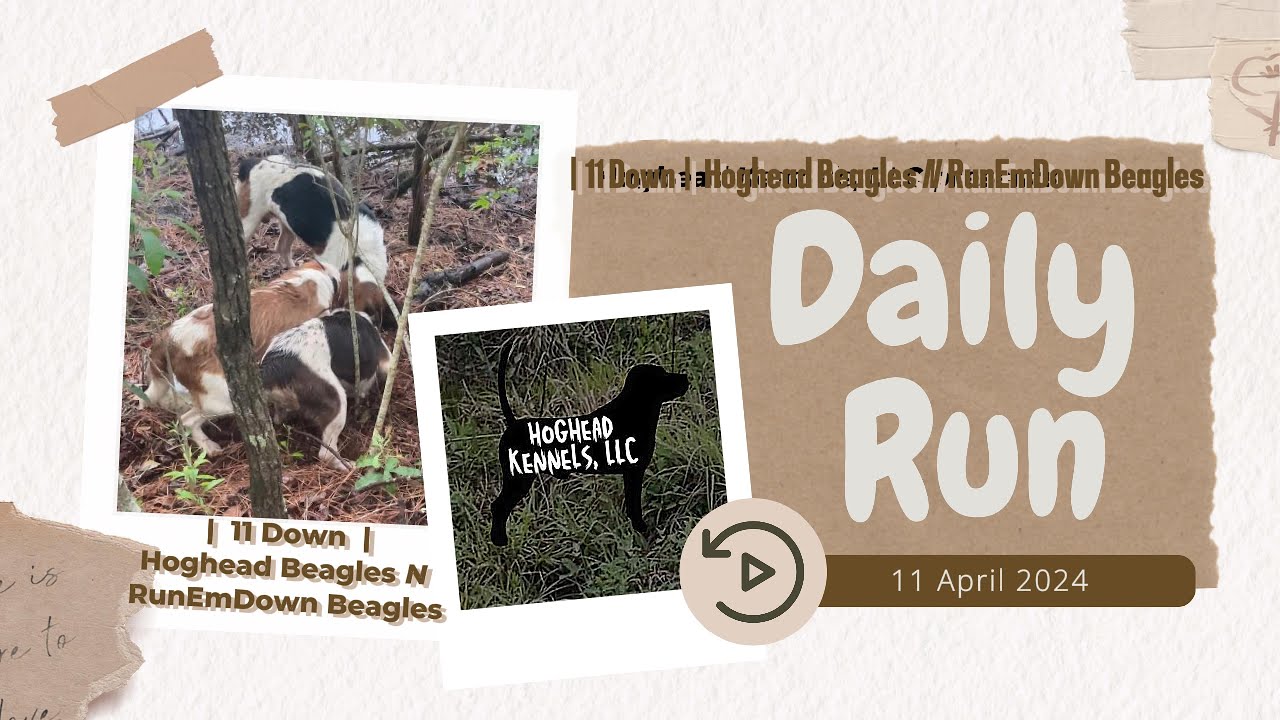 Hoghead Beagles N Run Em Down Beagles | 11 April 2024 - YouTube