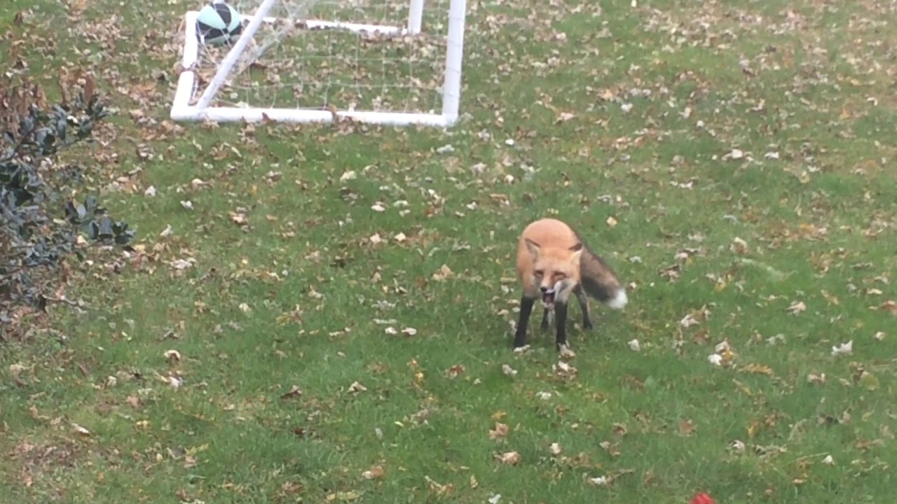 Barking fox in Wellfleet - YouTube