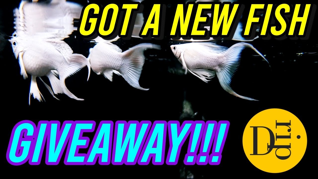 GIVEAWAY!!! | GOT A NEW FISH | PKBM | PLATINUM KING BALLOON MOLLY ...