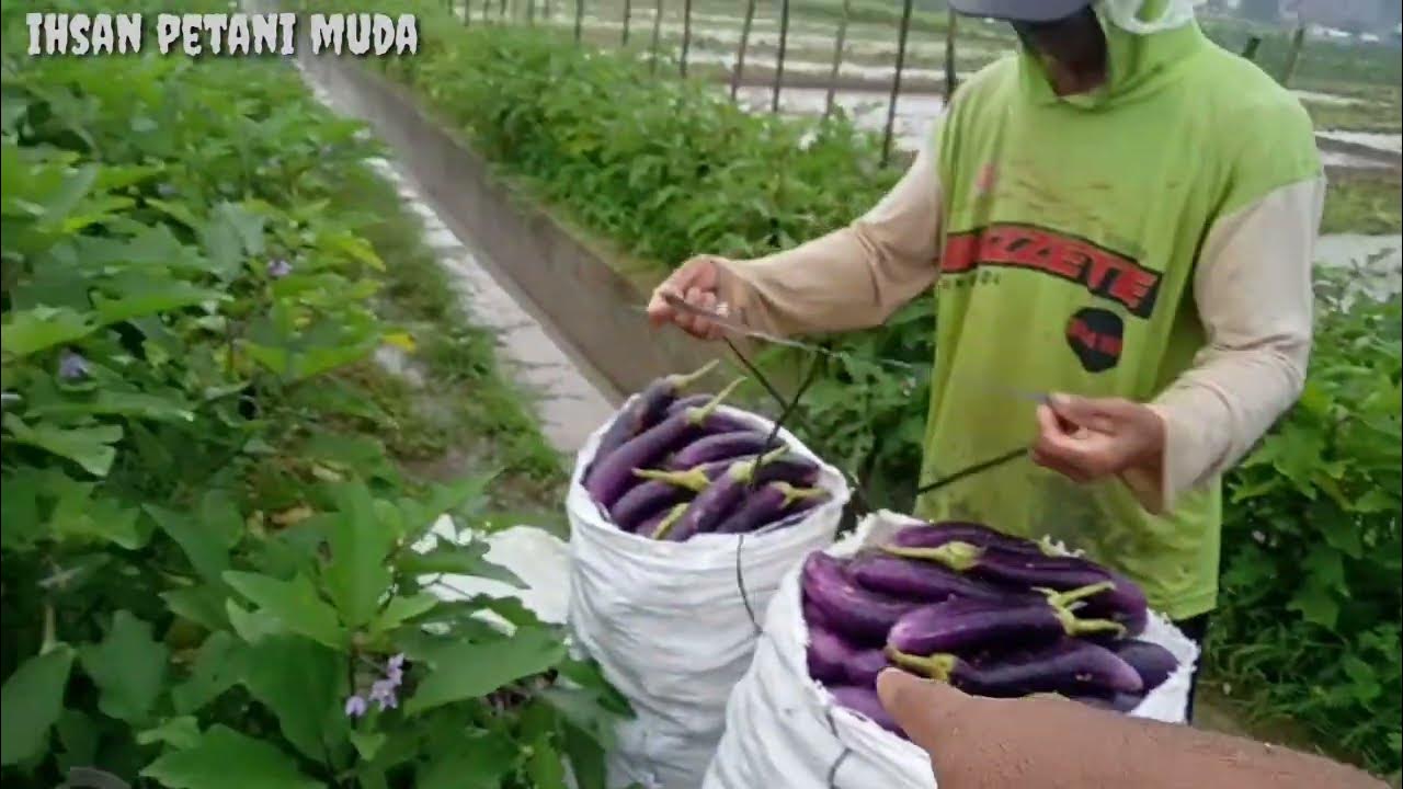 Panen Ke 24 Terong Yuvita F1 - YouTube