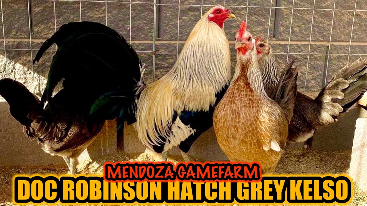 Doc Robinson Hatch Grey Kelso ~ MENDOZA GAMEFARM - YouTube