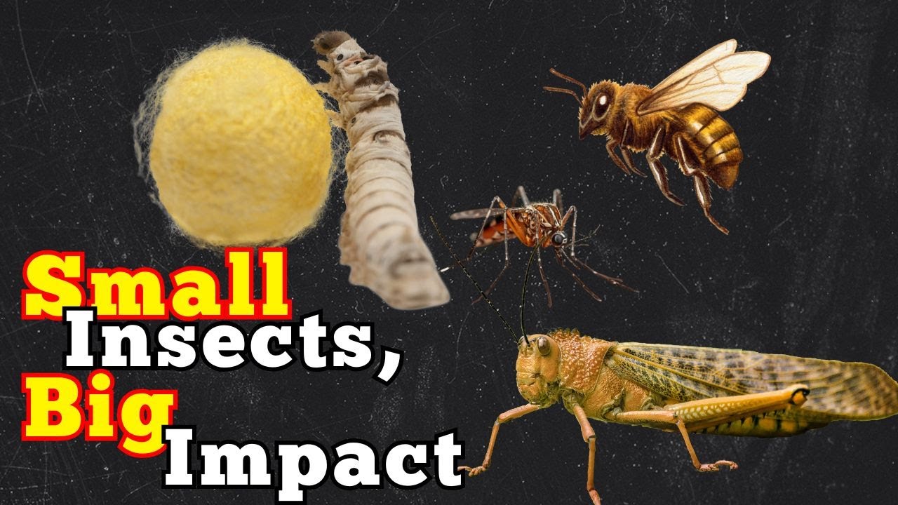 5 Insects That Changed Human History - YouTube