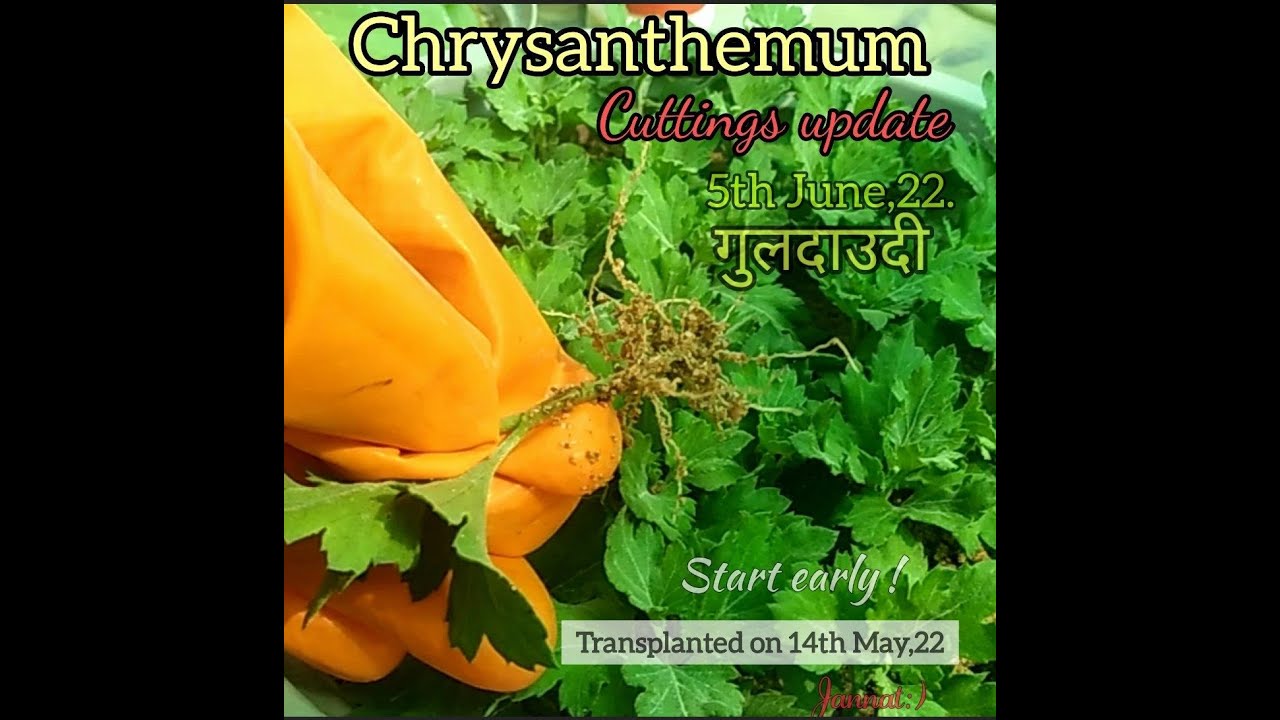 Chrysanthemum: Guldaudi Cuttings update in June for best blooms in ...