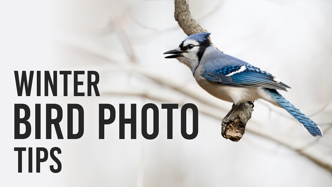 Bird Photography in the Winter: Emilie Talpin's 5 Tips - YouTube