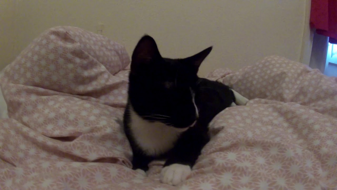Cats stole bed #cats #kittens #animals #pets #kitties - YouTube