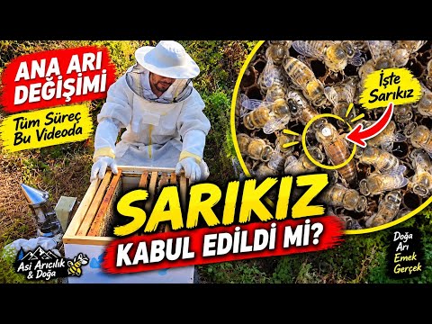 Ana Arı Değişimi | Eski Anayı Bulduk, Sarıkız Geldi ve Sonuç… 🐝